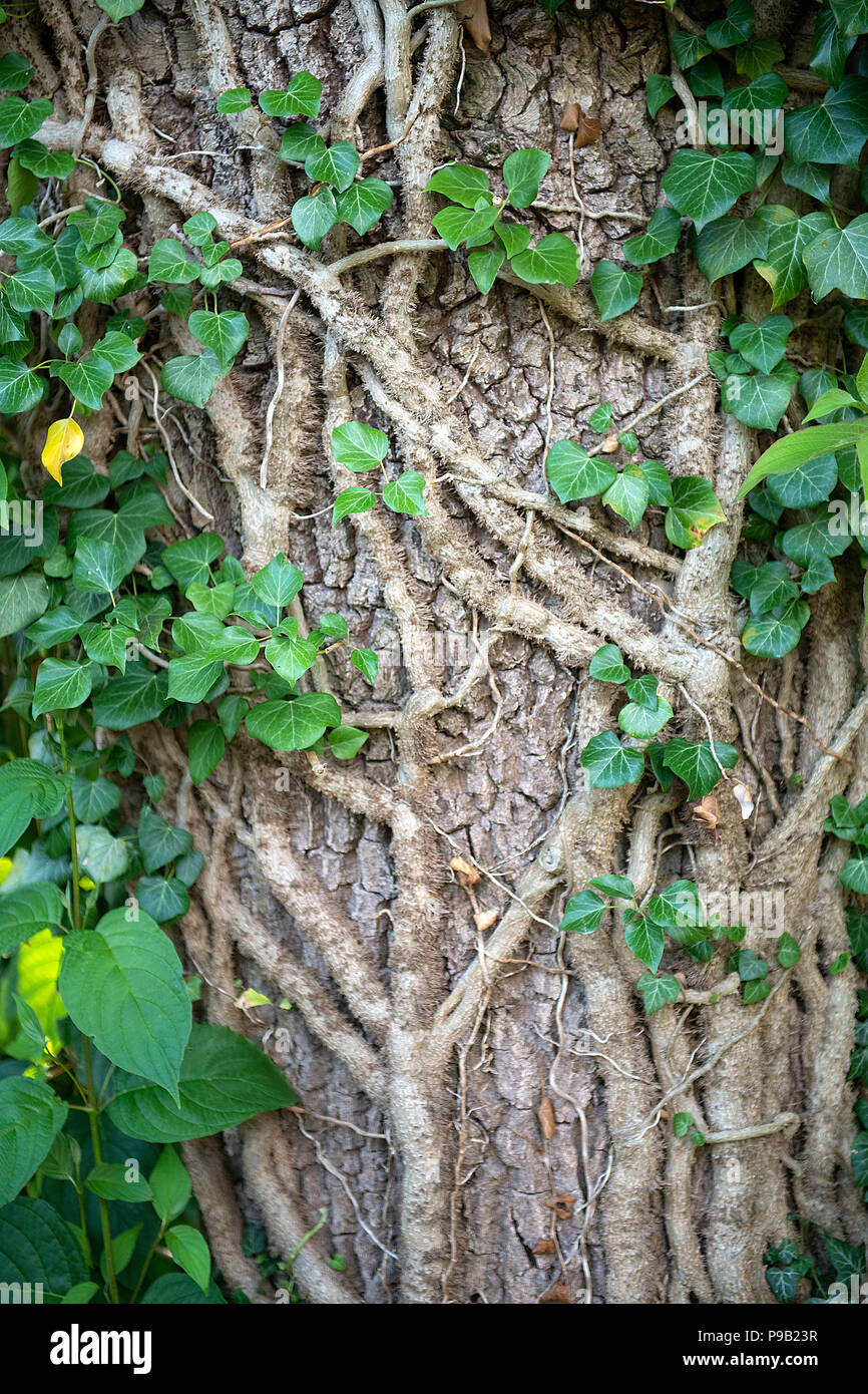 Ivy climbing at a tree stem hi-res stock photography and images - Alamy