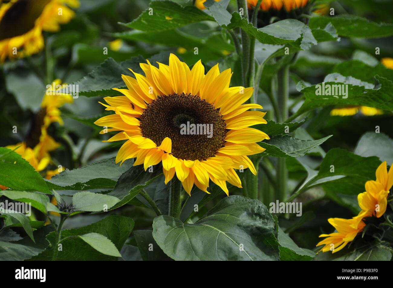 Xinin hi-res stock photography and images - Alamy
