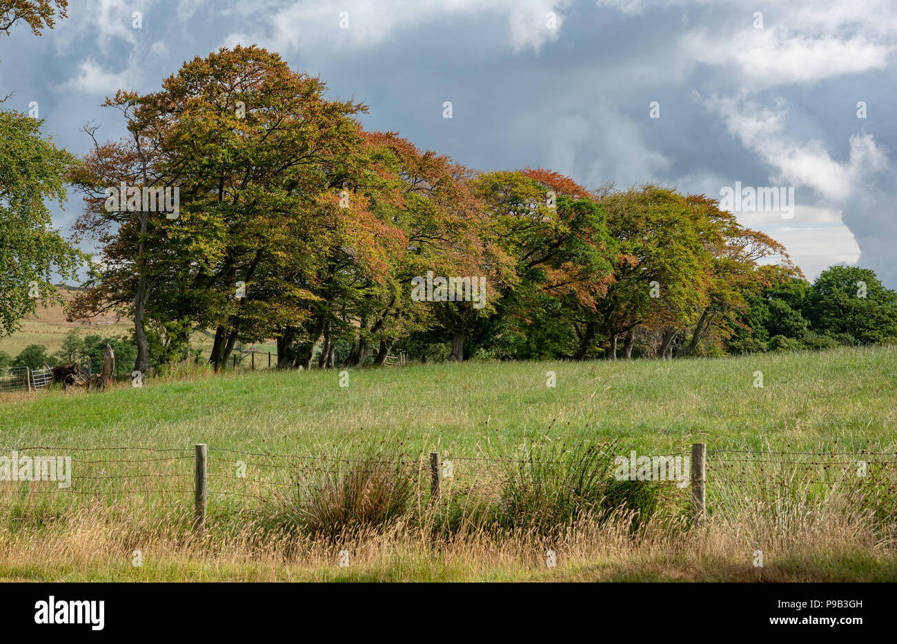 Clitheroe, Lancashire. 17th July 2018. UK Weather: Beech trees showing ...