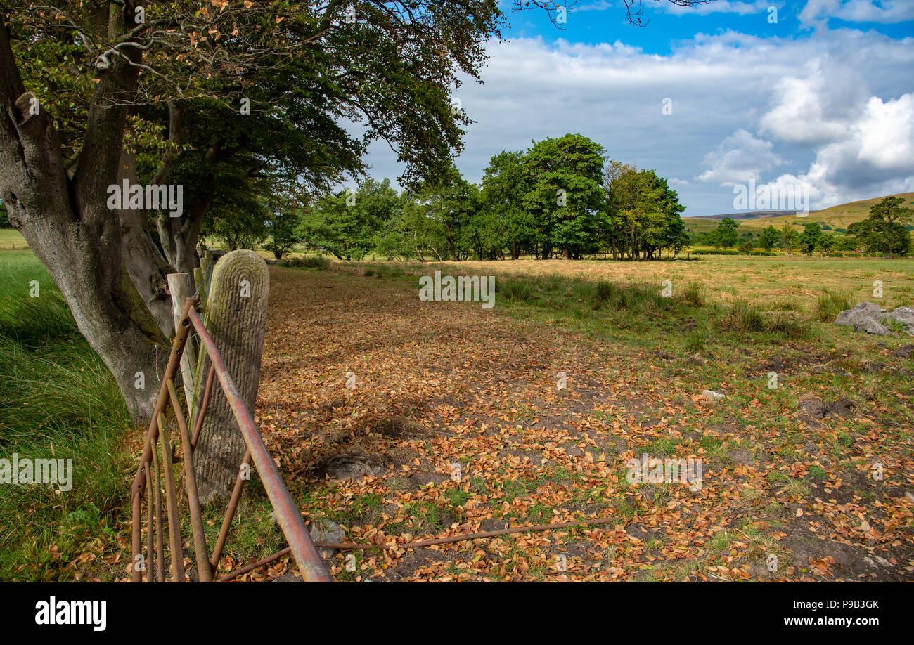 Clitheroe, Lancashire. 17th July 2018. UK Weather: Beech trees showing ...