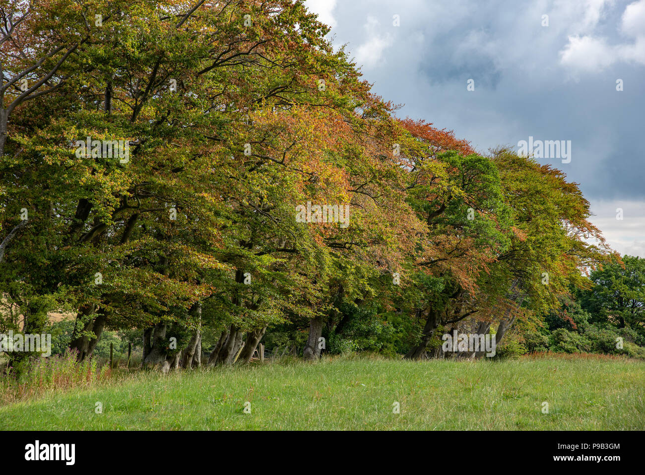 Clitheroe, Lancashire. 17th July 2018. UK Weather: Beech trees showing ...