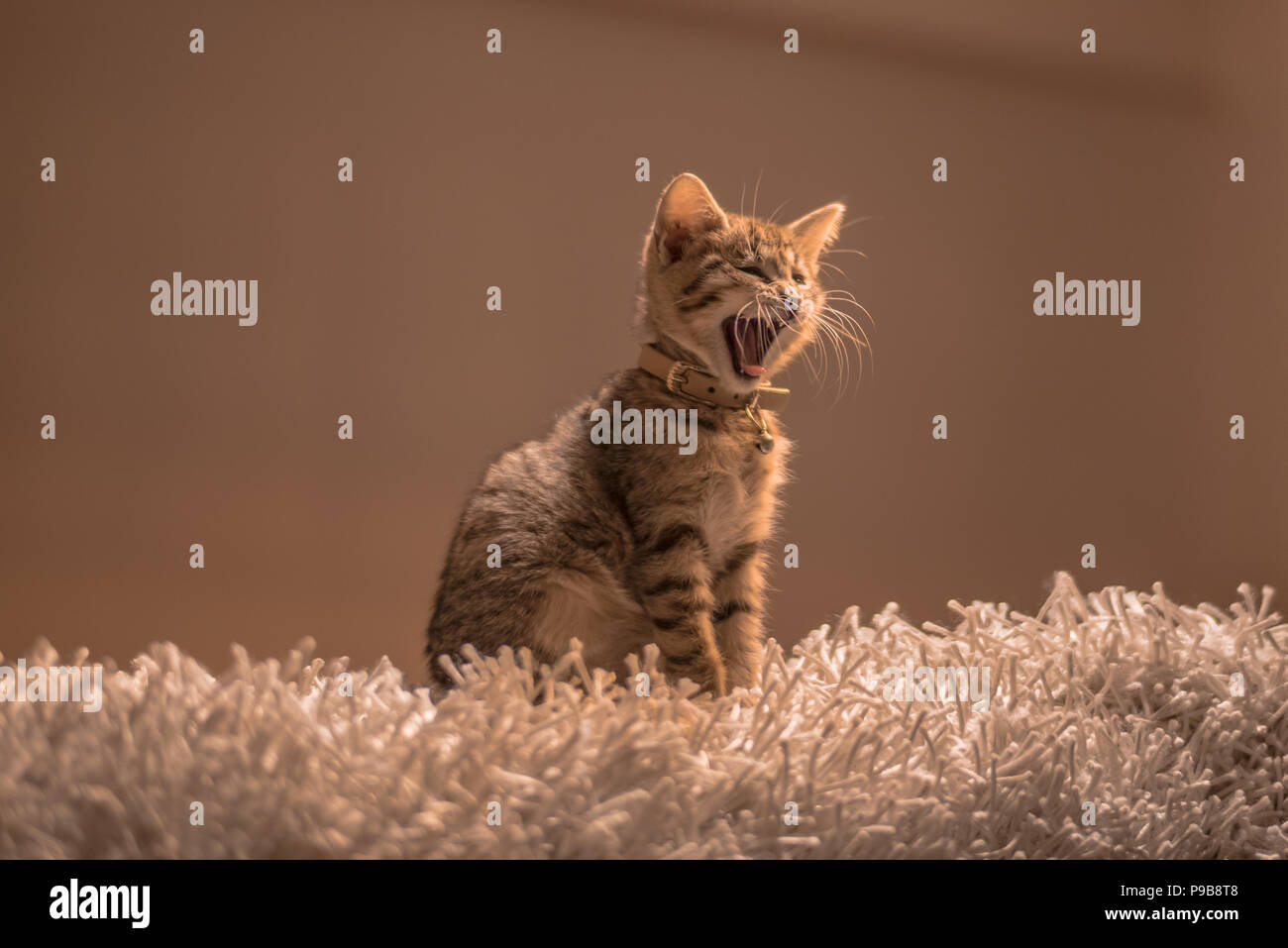 Sleepy cat hi-res stock photography and images - Alamy