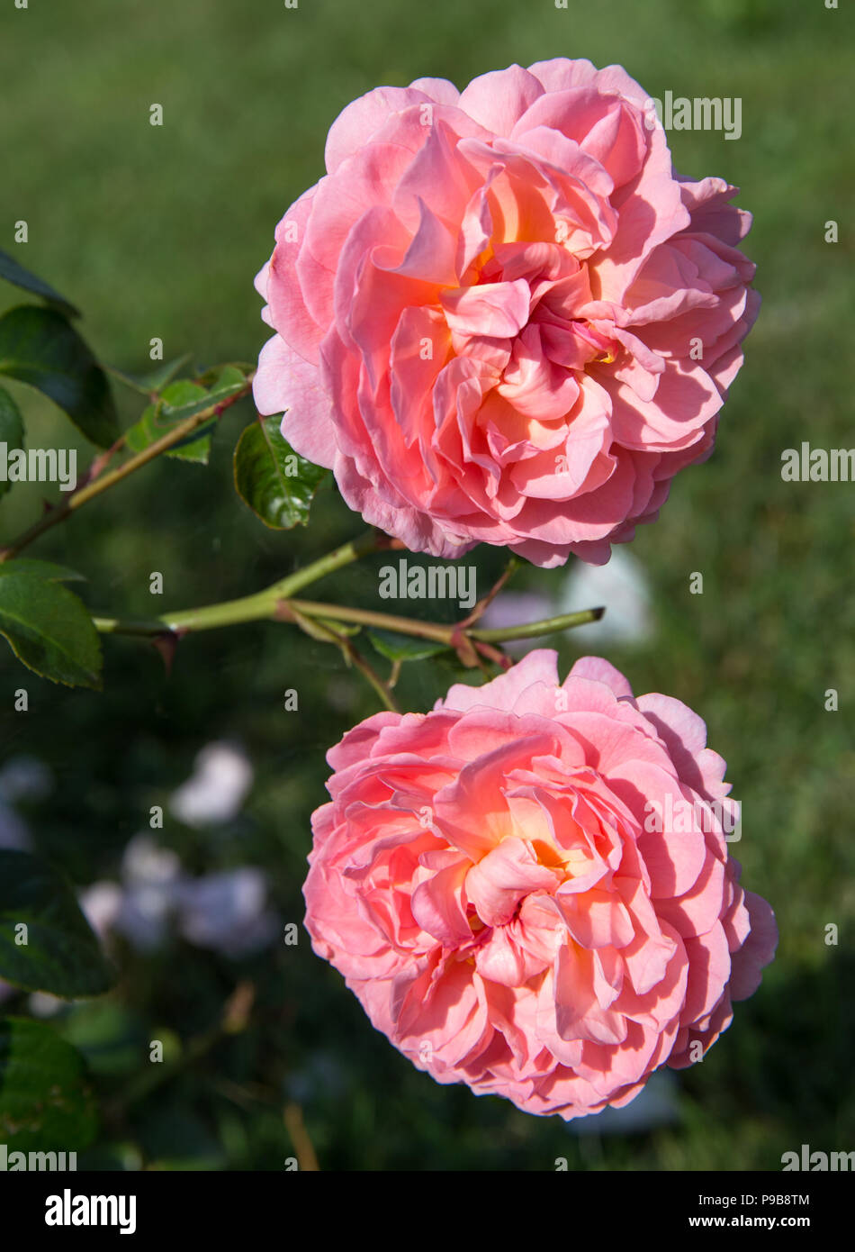 Pink strawberry hill rose hi-res stock photography and images - Alamy