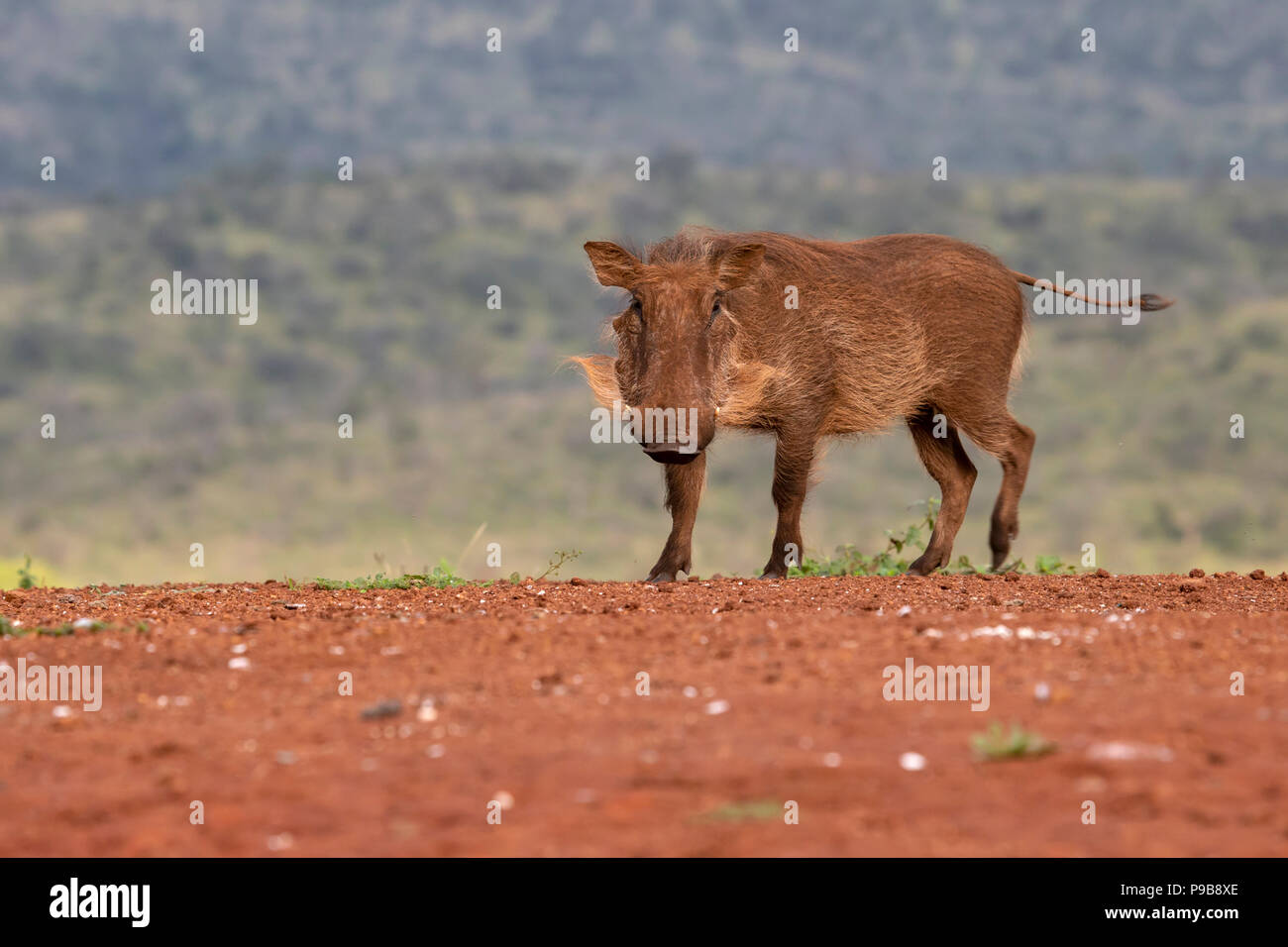 Pig like hi-res stock photography and images - Alamy