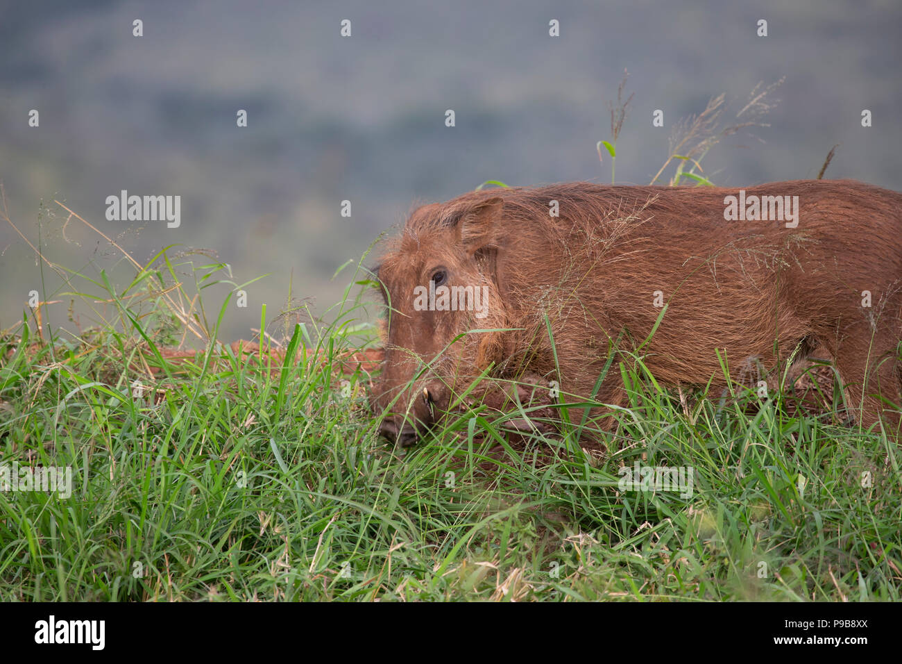 Pig like hi-res stock photography and images - Alamy
