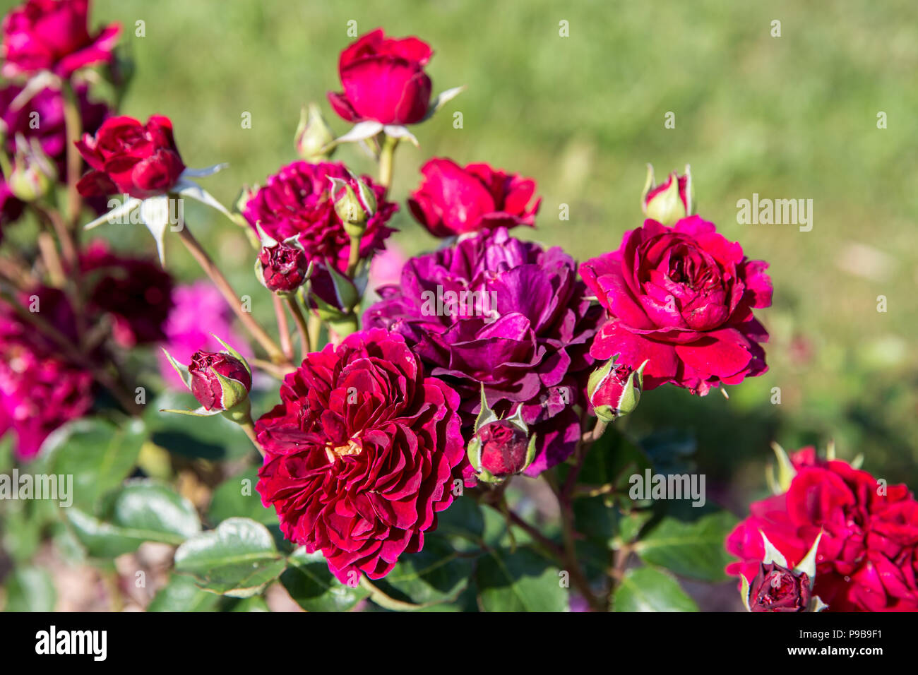 Blooming English rose in the garden on a sunny day Stock Photo - Alamy