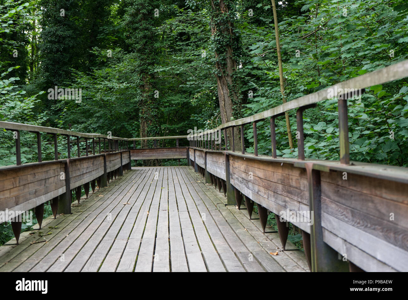 mystic wood path in forest surrounded by trees Stock Photo - Alamy