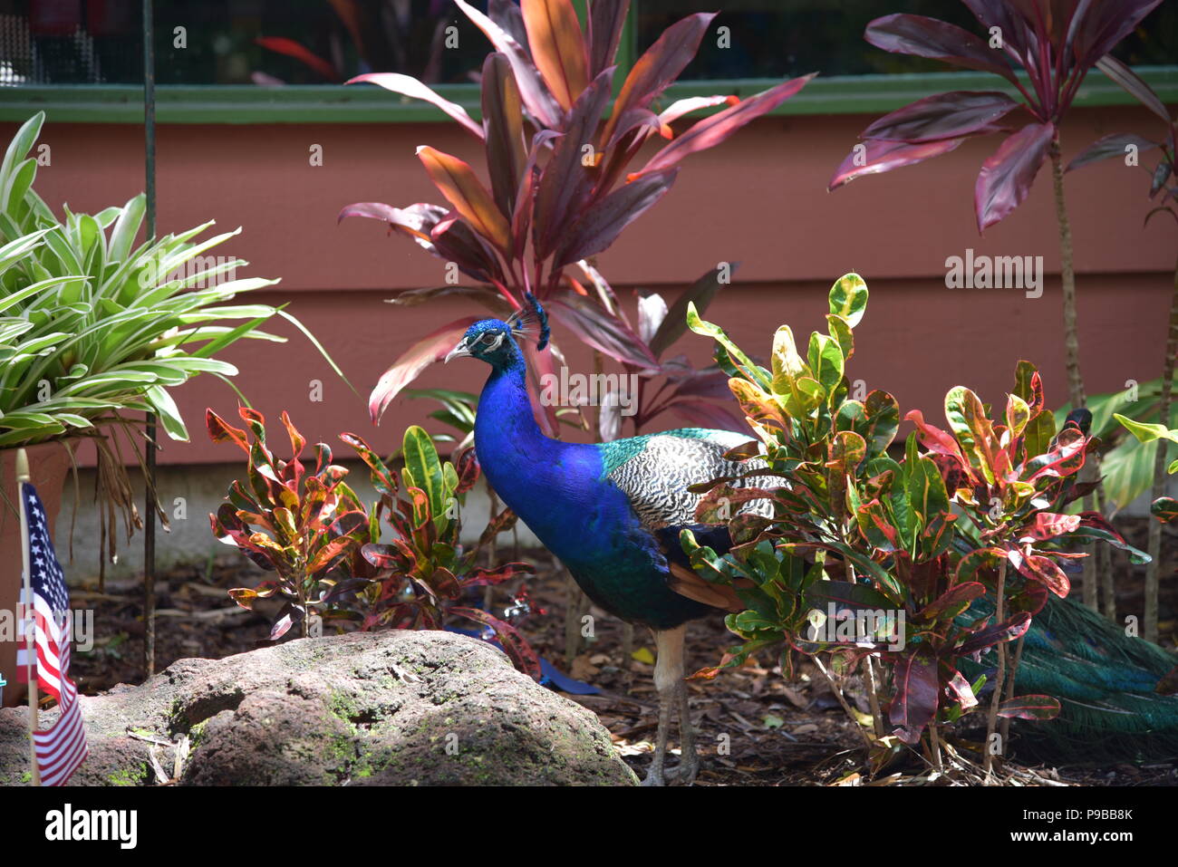 Florida peacock hi-res stock photography and images - Alamy