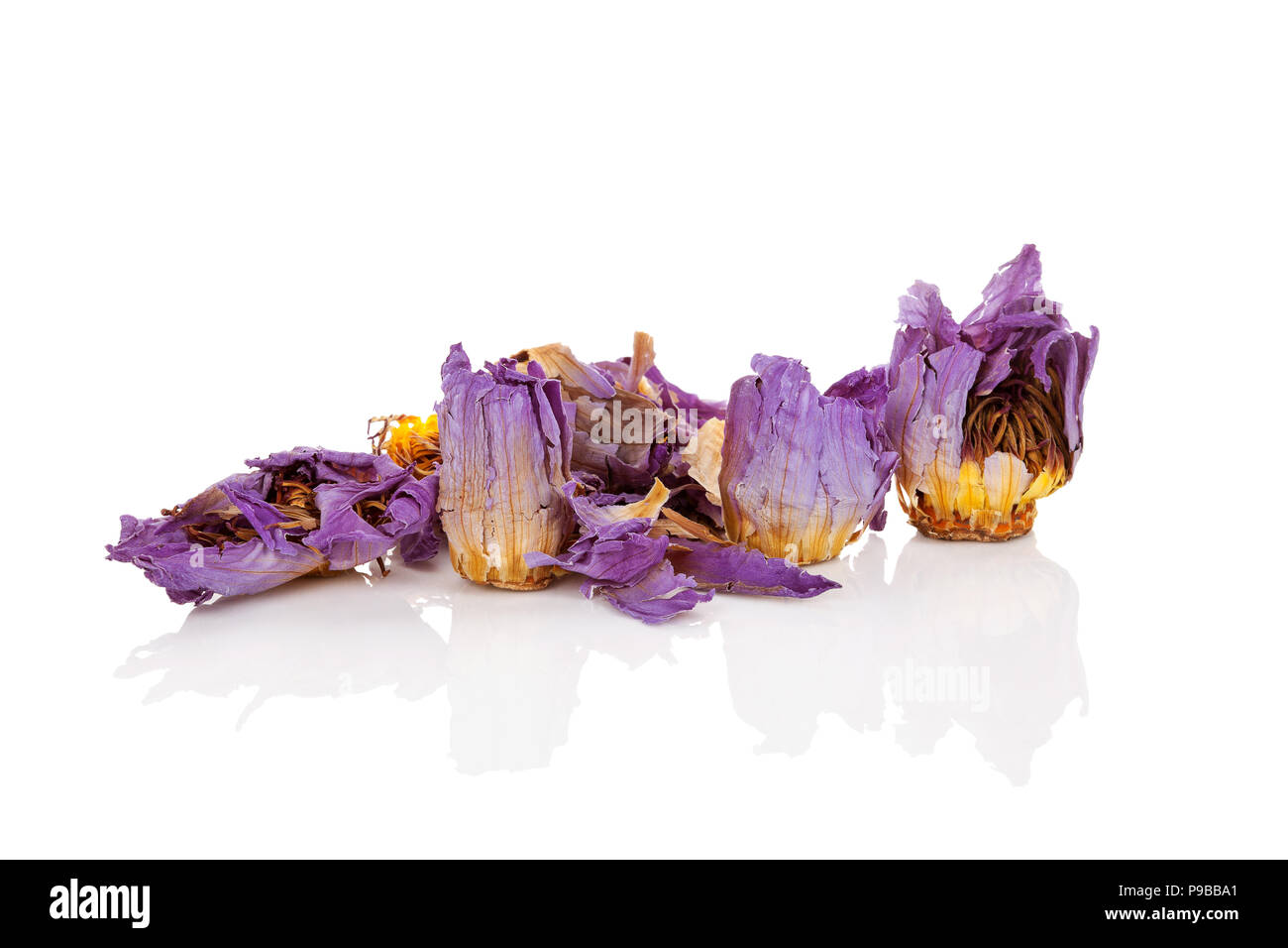 Dried Blue Lotus Flower isolated on white background Stock Photo - Alamy