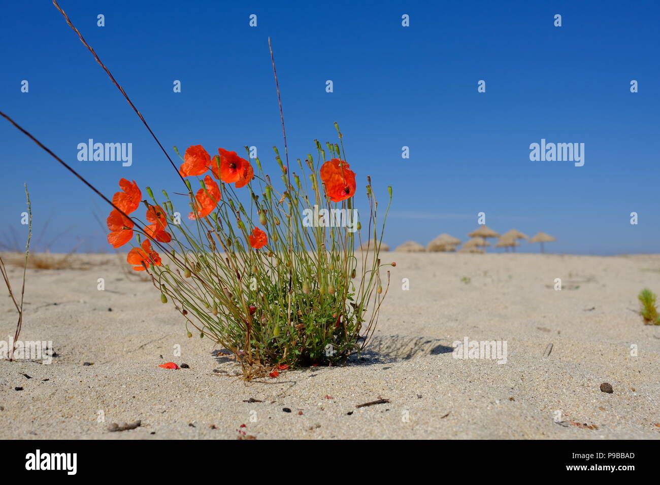 red poppy at the beach of Tristinika, Sithonia, Chalkidiki, Greece ...