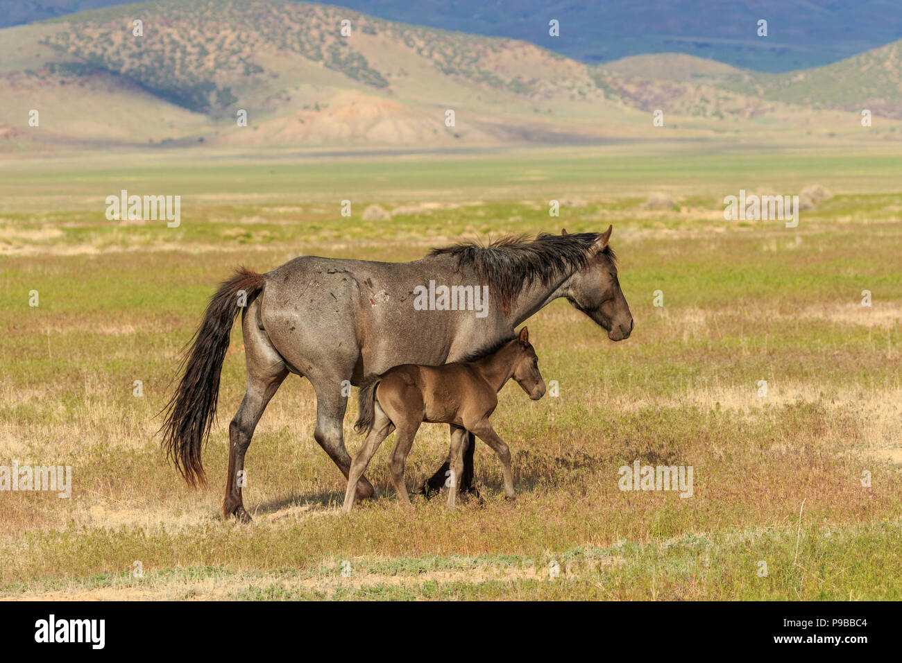 Wild horse Mare and Foal Stock Photo - Alamy