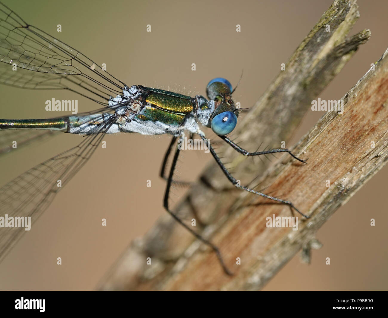 Macro photo of the colorful Emerald damselfly Stock Photo - Alamy