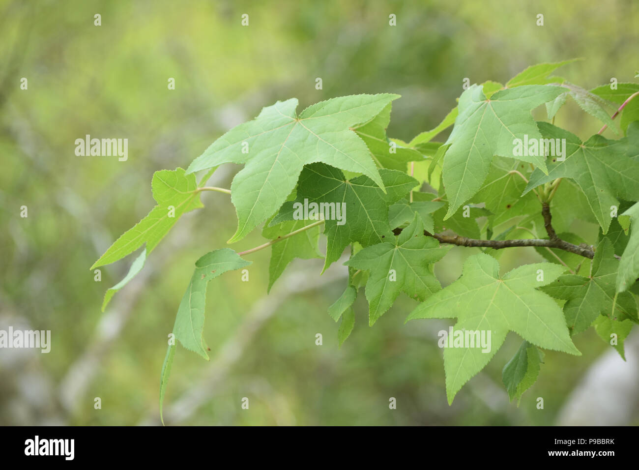 Tree branch with a cluster of maple leaves Stock Photo - Alamy