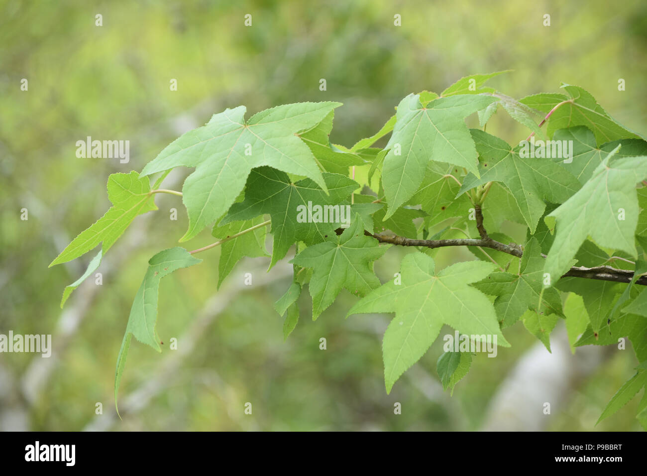 Maple leaves dangling from a tree branch Stock Photo - Alamy