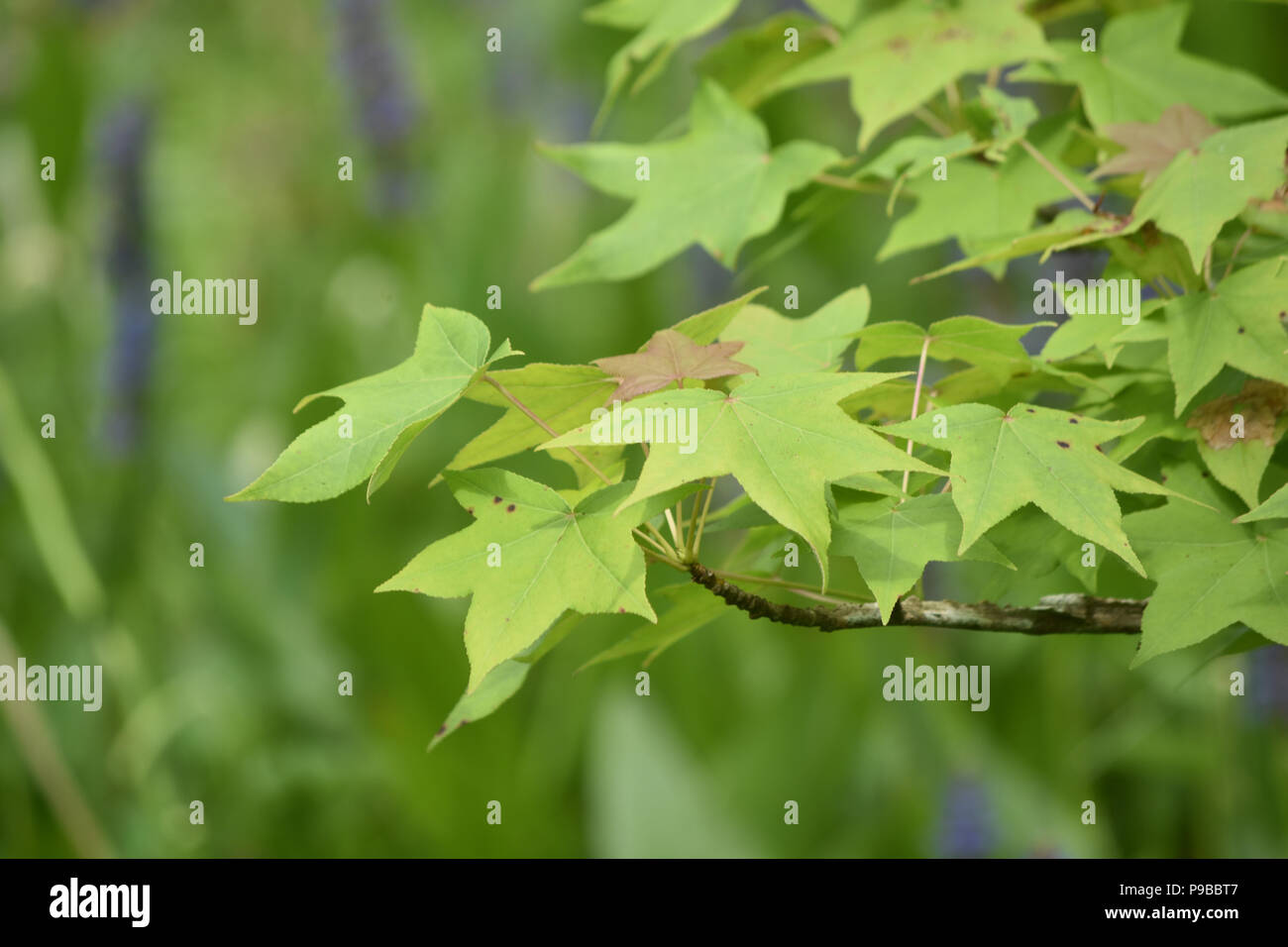 Beautiful cluster of green maple leaves in Spring Stock Photo - Alamy