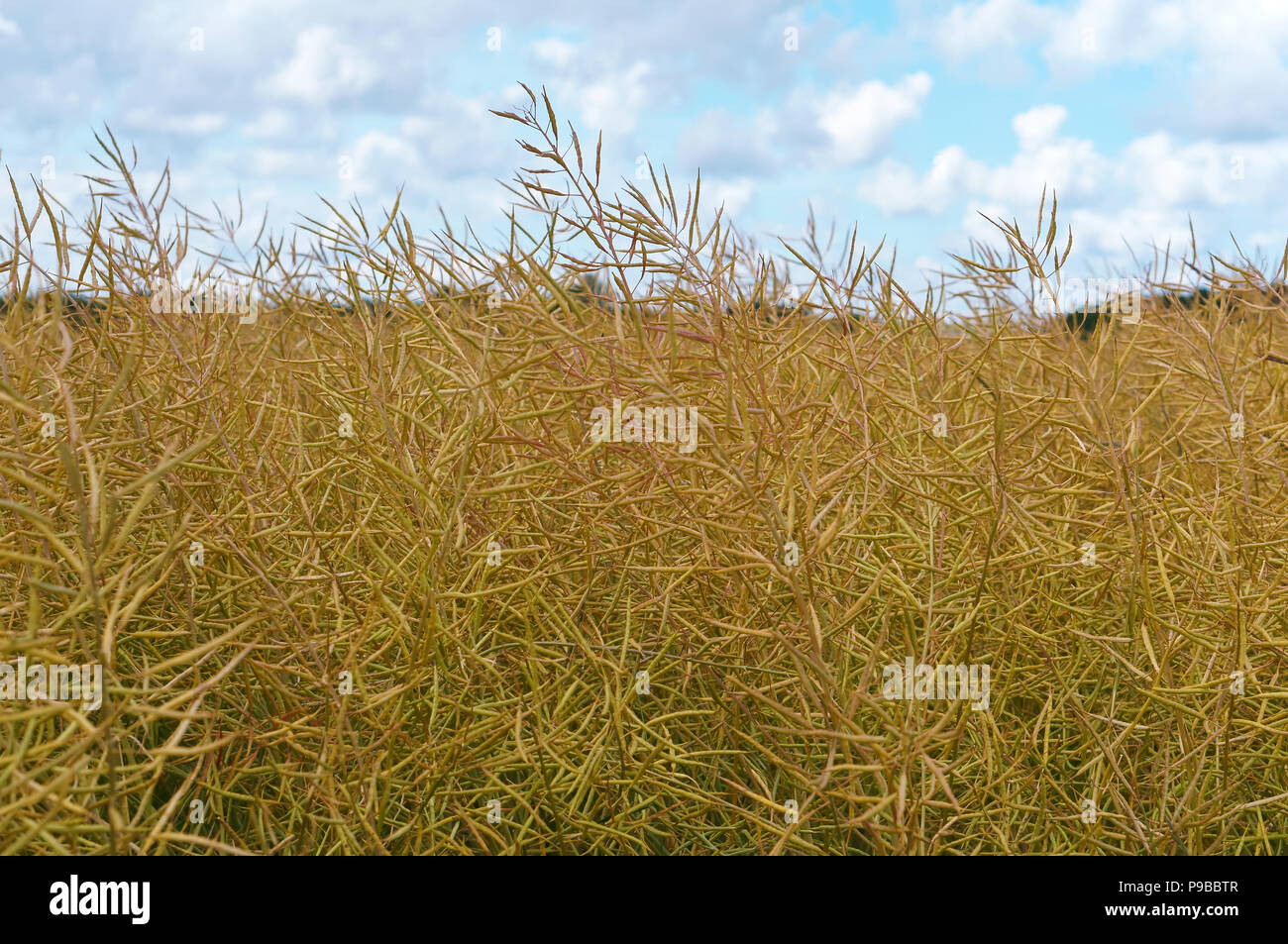 rapeseed field, rapeseed farming culture, rape agricultural Stock Photo ...