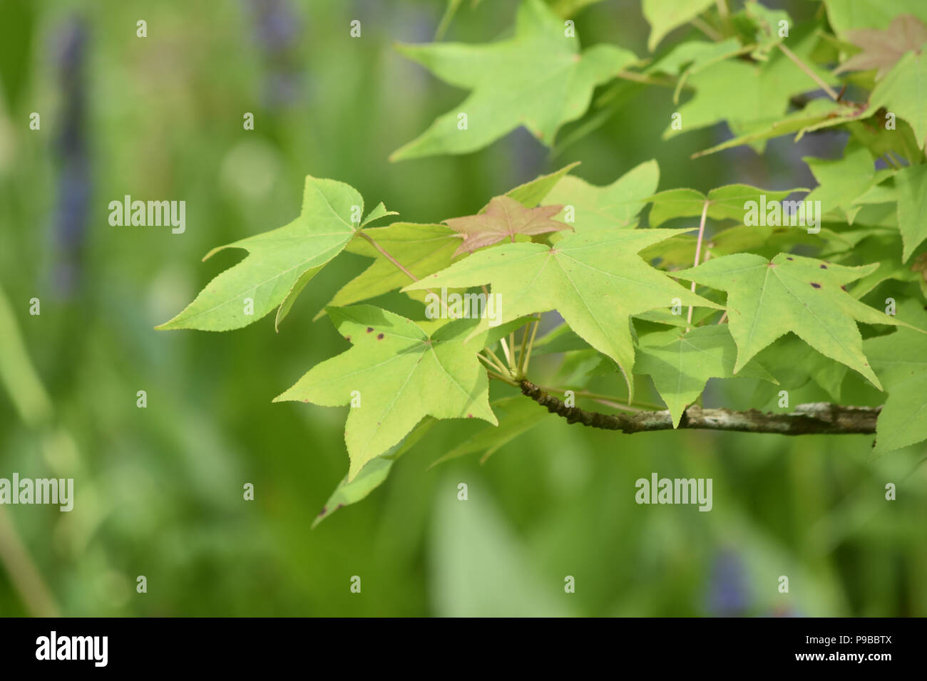 Lovely shades of green maple leaves on a tree Stock Photo - Alamy