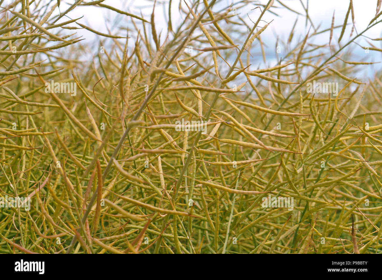 rapeseed field, rapeseed farming culture, rape agricultural Stock Photo ...