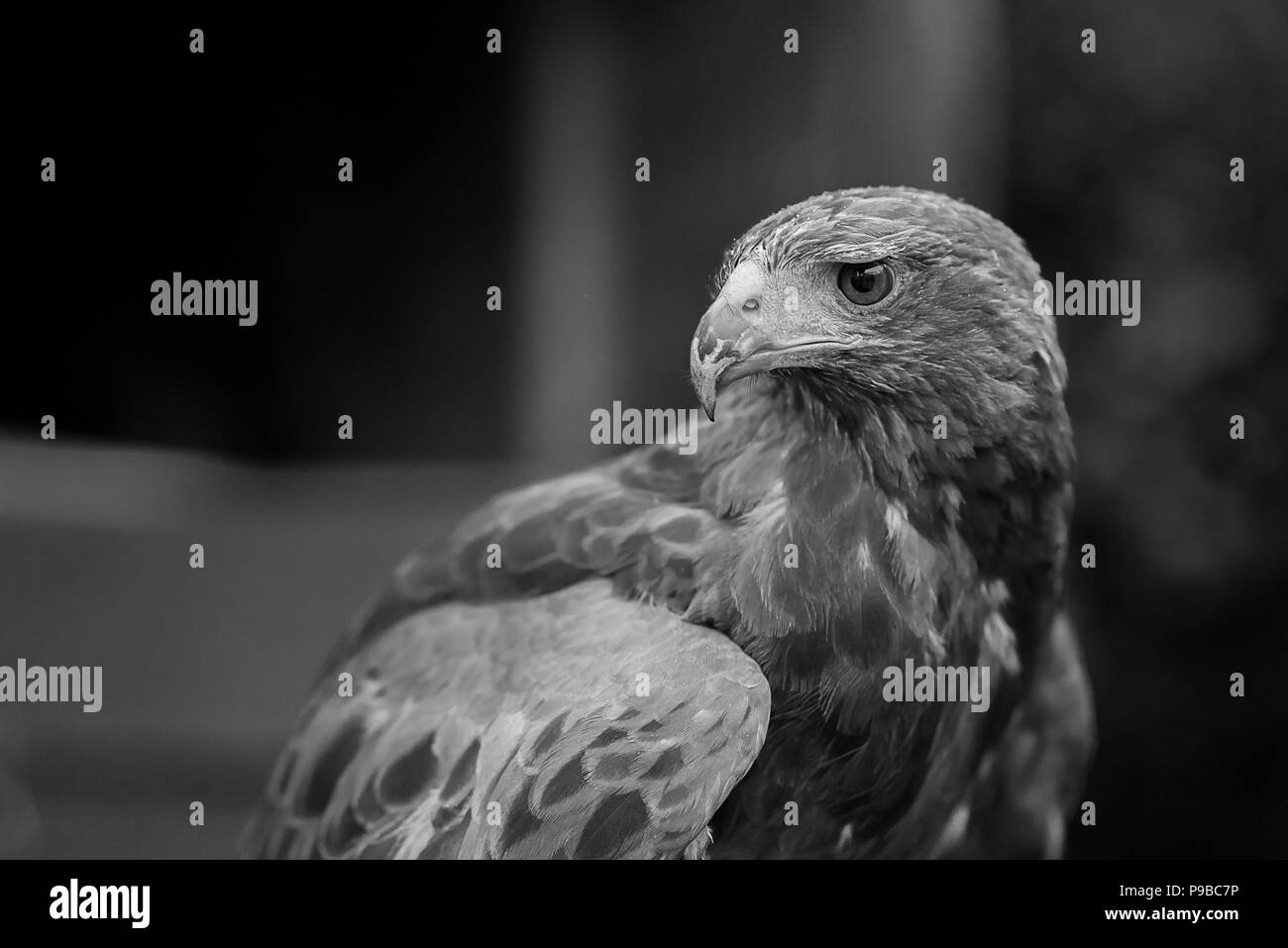 Harris's hawk Black and White Stock Photos & Images - Alamy