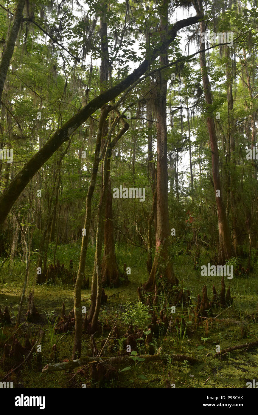 Cluster of trees growing out of the swamp in Louisiana Stock Photo - Alamy