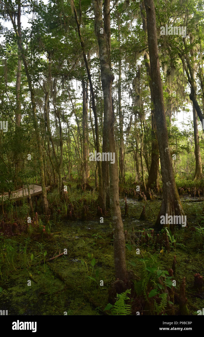 Barataria preserve wetlands hi-res stock photography and images - Alamy