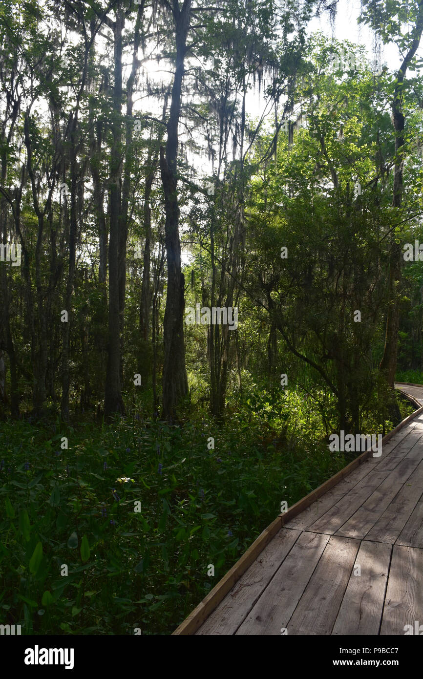 Barataria preserve wetlands hi-res stock photography and images - Alamy