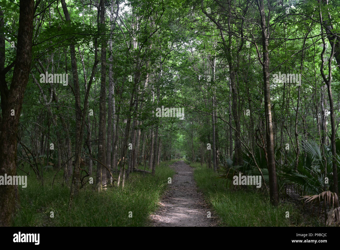 Barataria preserve wetlands hi-res stock photography and images - Alamy