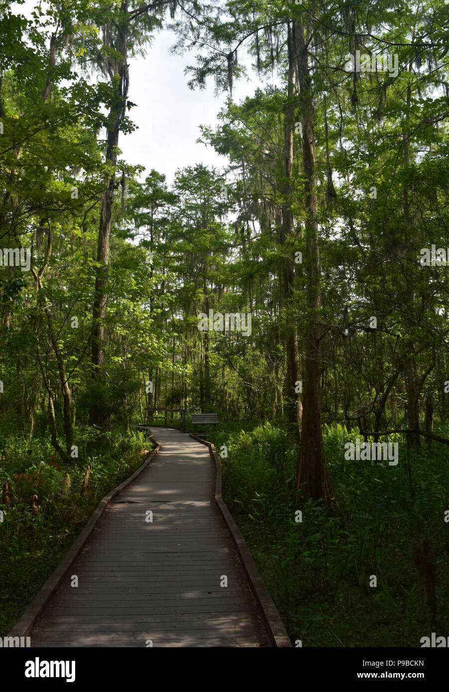 Barataria preserve wetlands hi-res stock photography and images - Alamy