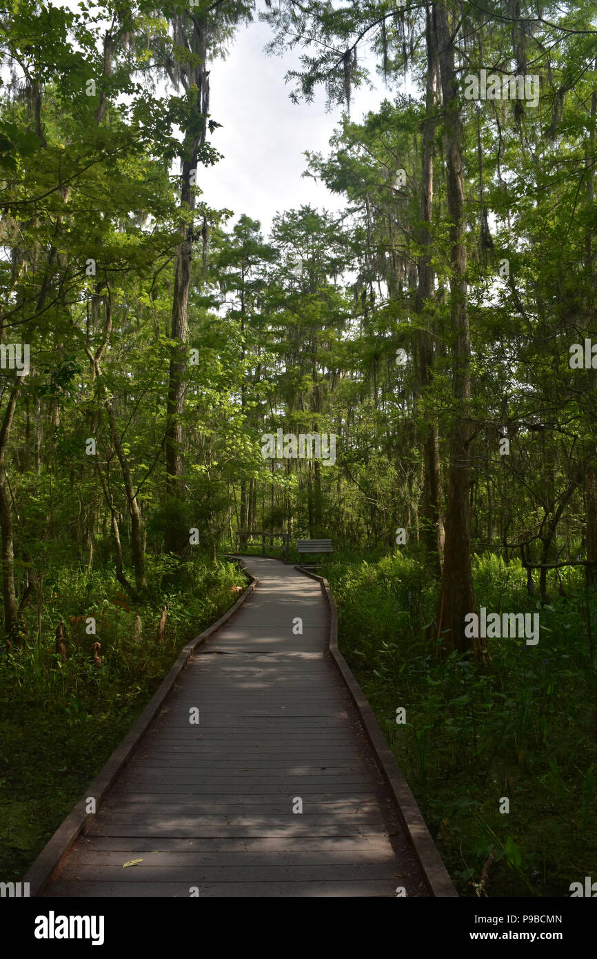 Beautiful wooden path through Barataria preserve in the swamp Stock ...