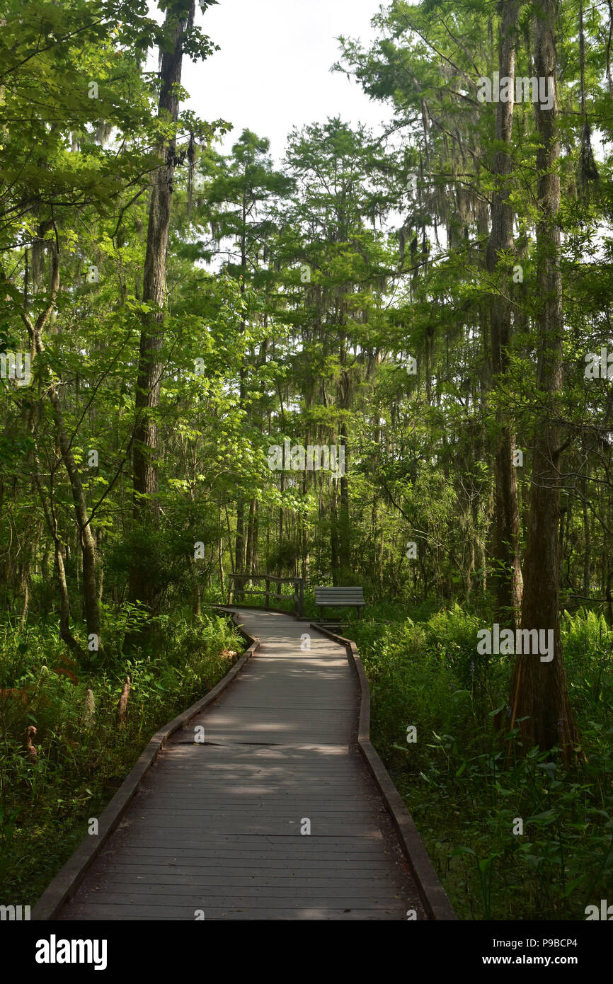 Wood path and trail in the Louisiana bayou Stock Photo - Alamy