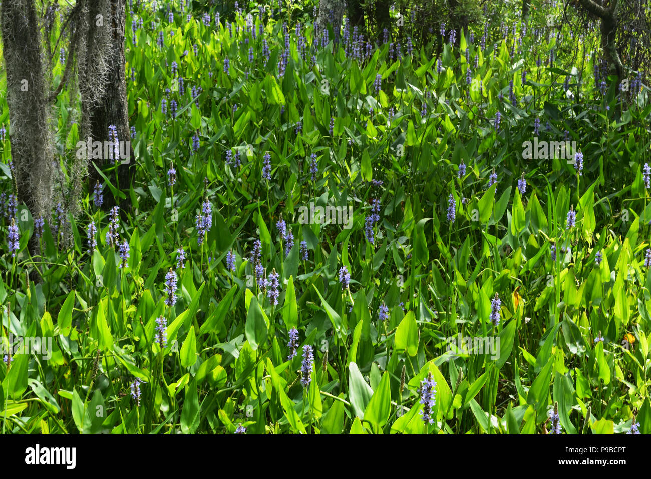 Pretty purple wildflowers in the swamp of New Orleans Stock Photo - Alamy