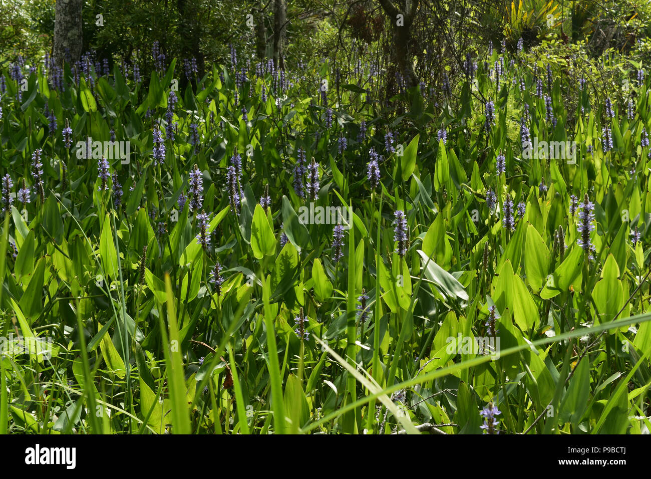Pretty flowering purple wildflowers growing in the marsh Stock Photo ...