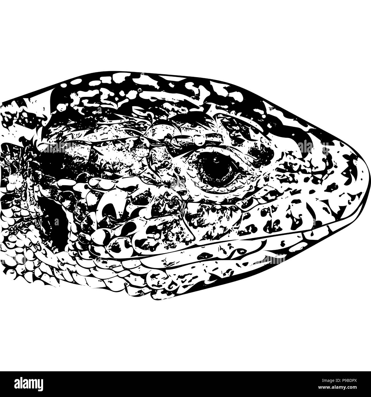 Close up of lizard scales Stock Vector Images - Alamy