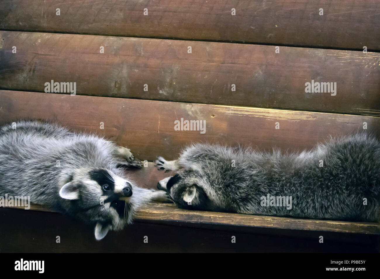 Two funny fluffy raccoons lying and playing in a wooden cage at the ...
