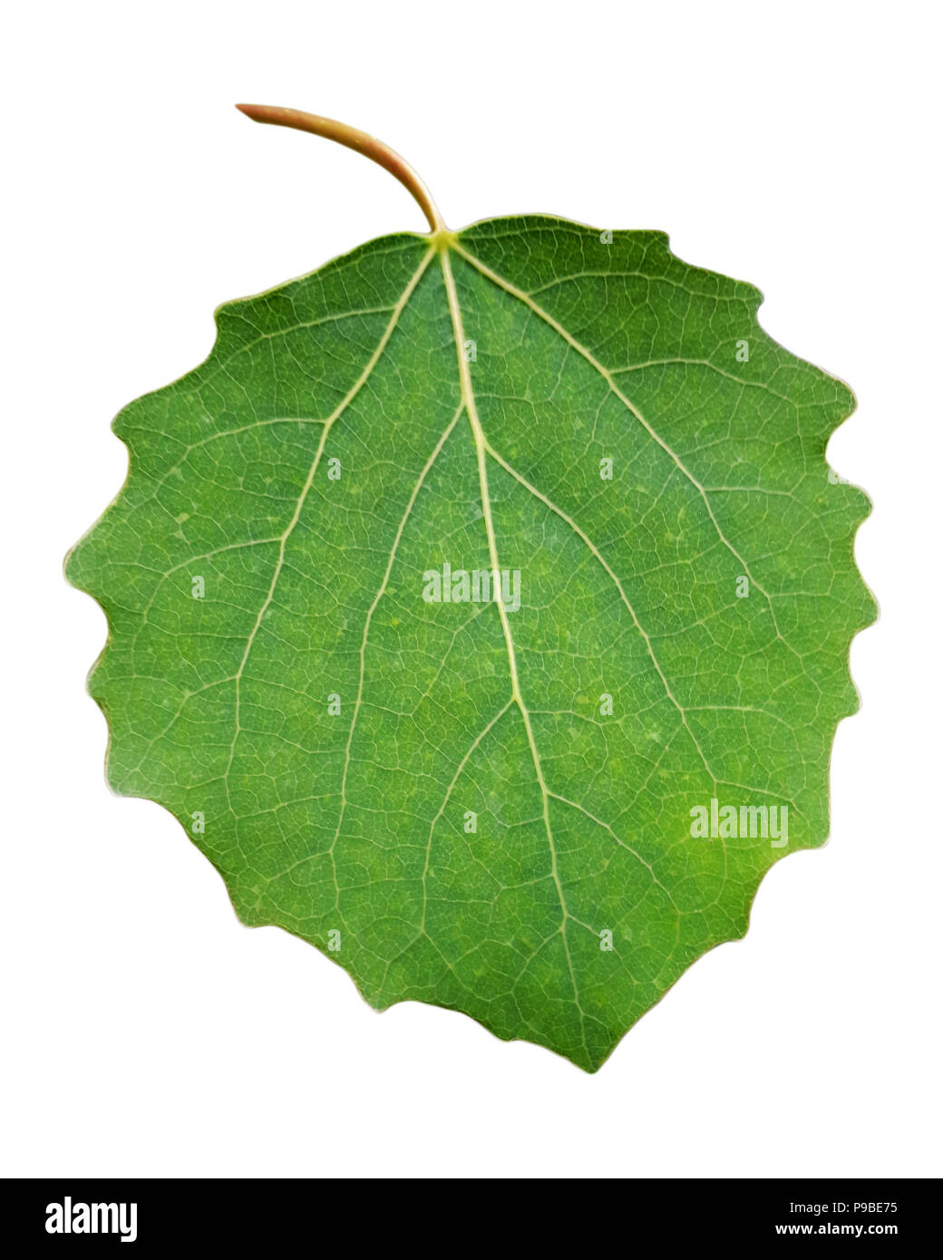 Aspen leaf veins Cut Out Stock Images & Pictures - Alamy
