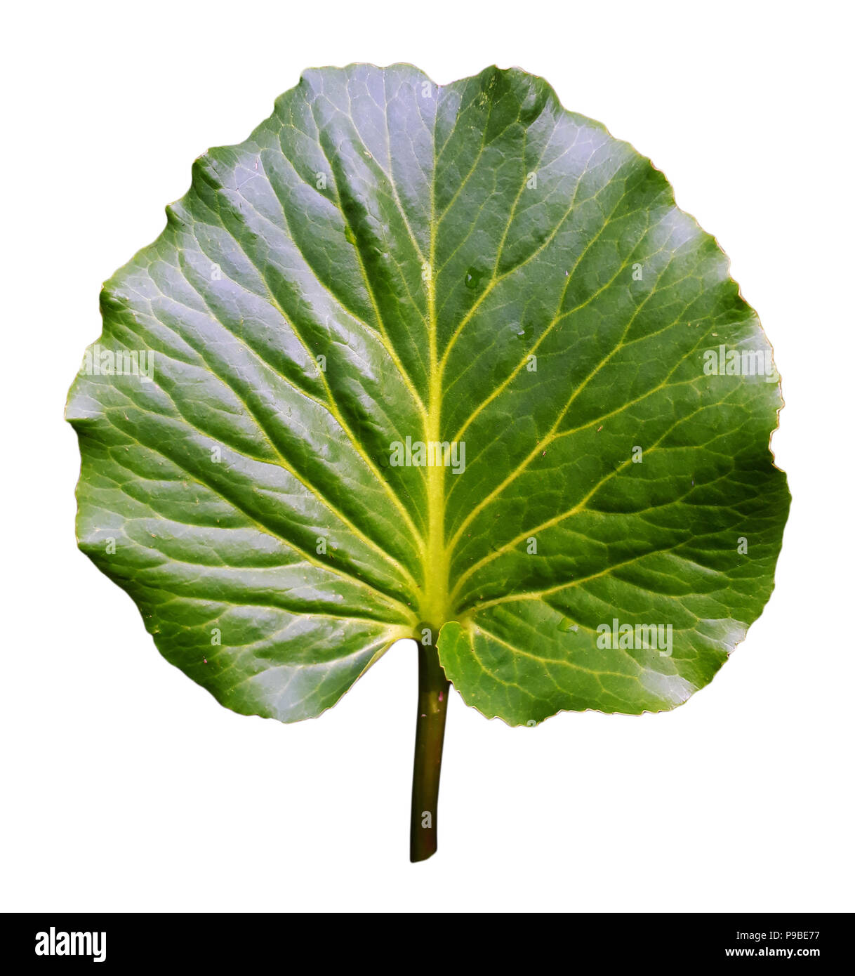 Fresh green leaf like elefant ear with stem, a lot of veins and sun ...
