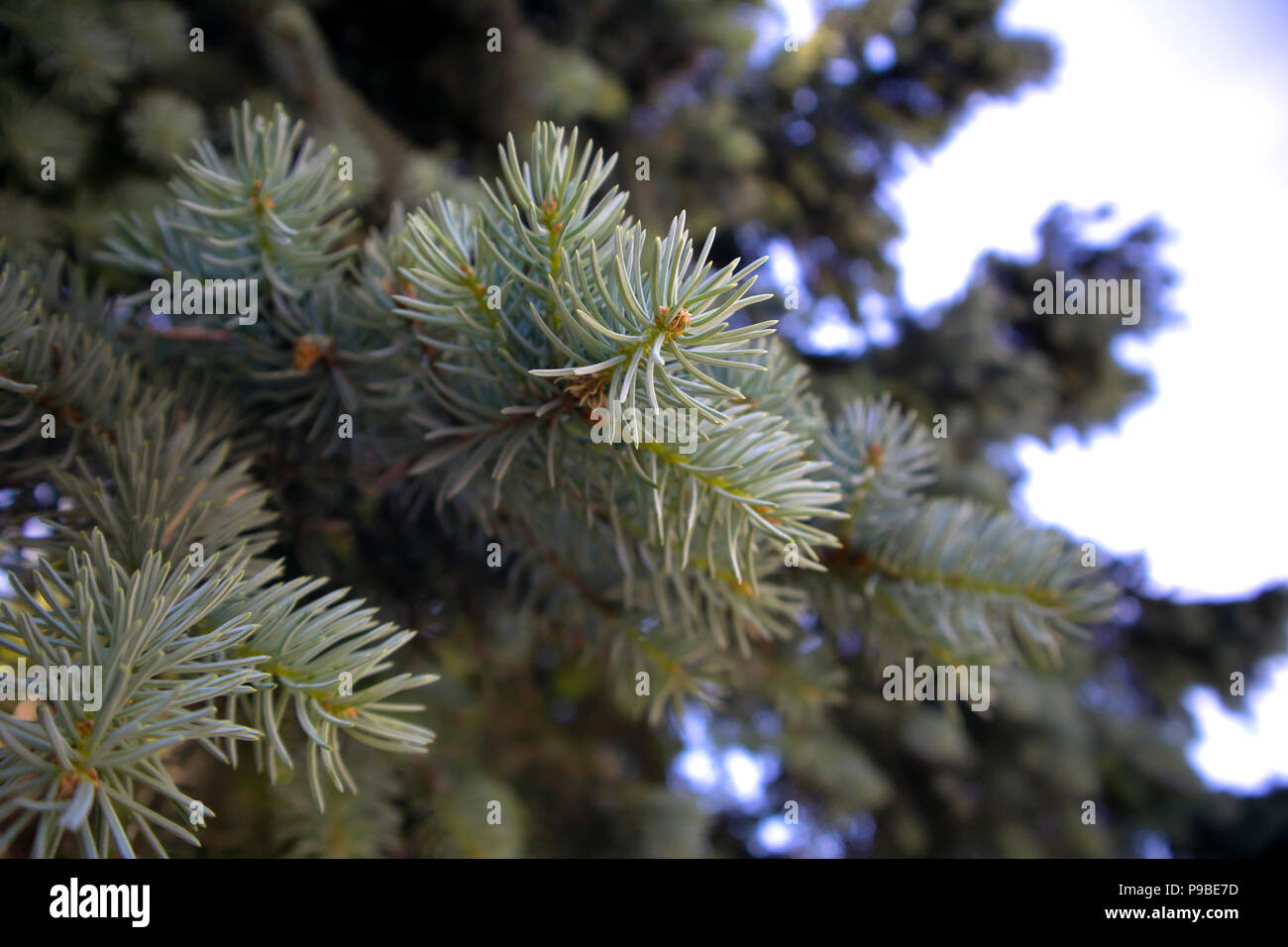 Branch of blue fir with fresh young spruces, bottom view Stock Photo ...