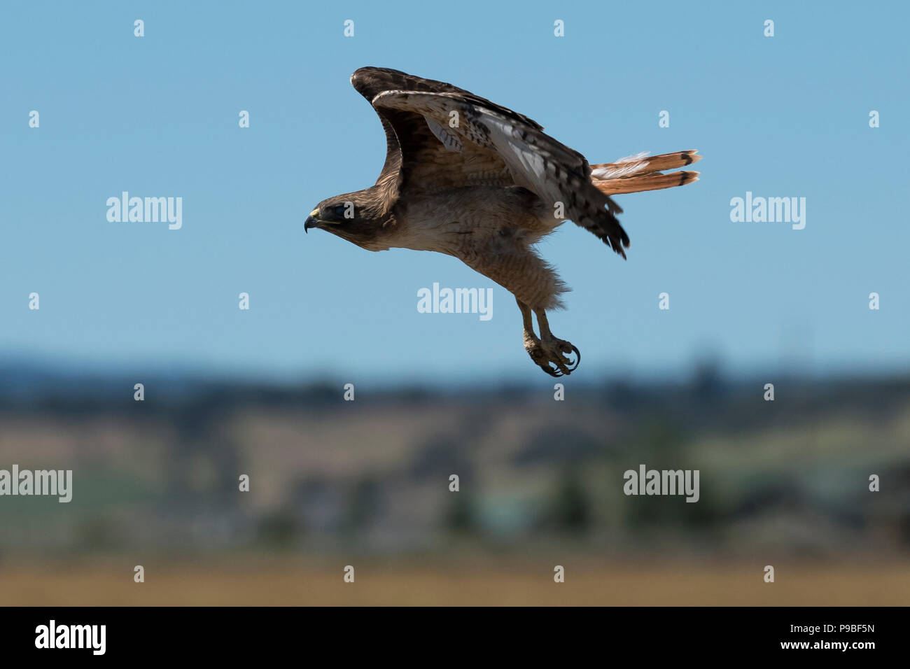 Red-tailed hawk in flight. Oregon, Beatty, Summer Stock Photo - Alamy