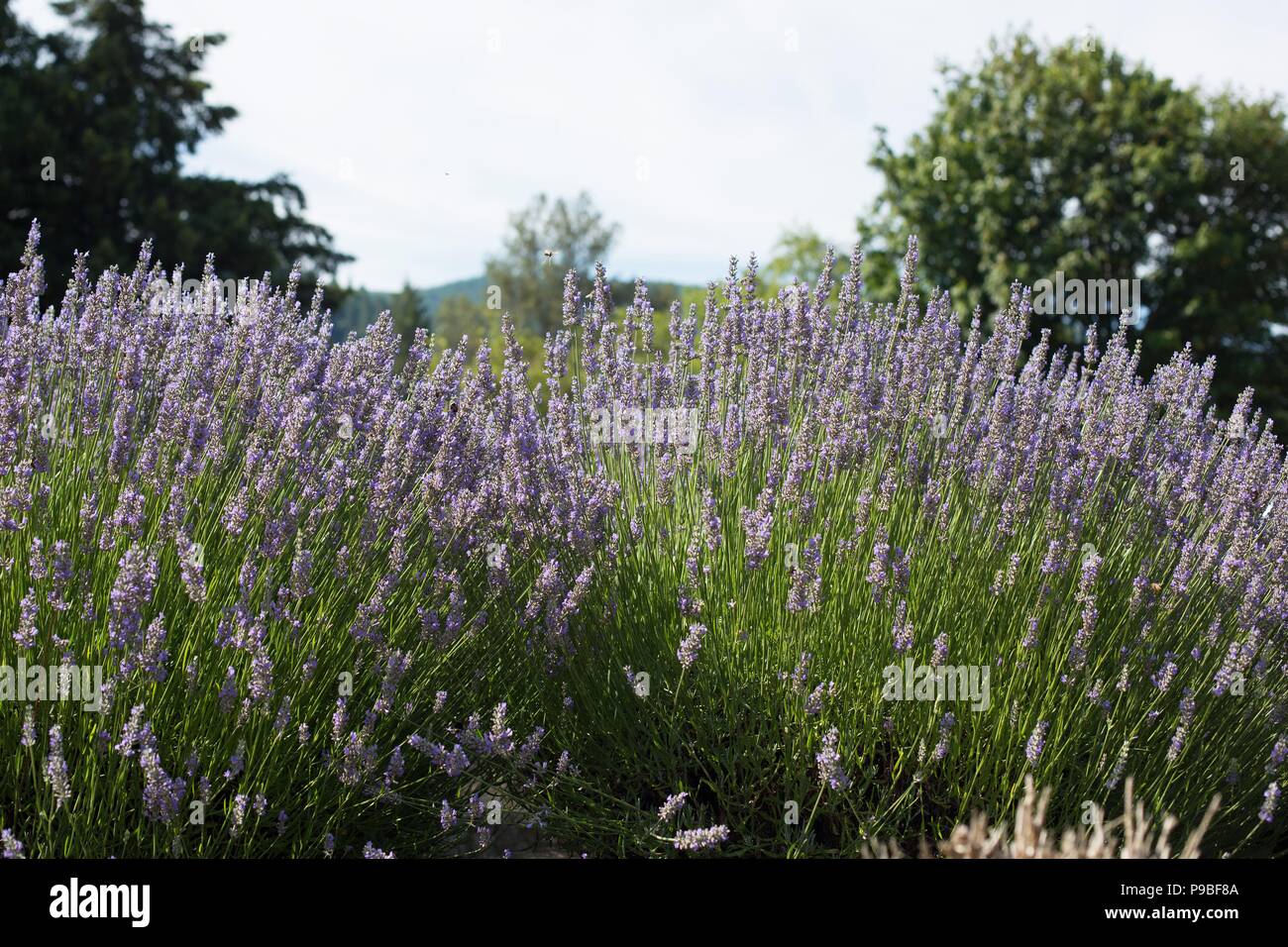 Lavender growing in a field near Springfield, Oregon, USA Stock Photo ...