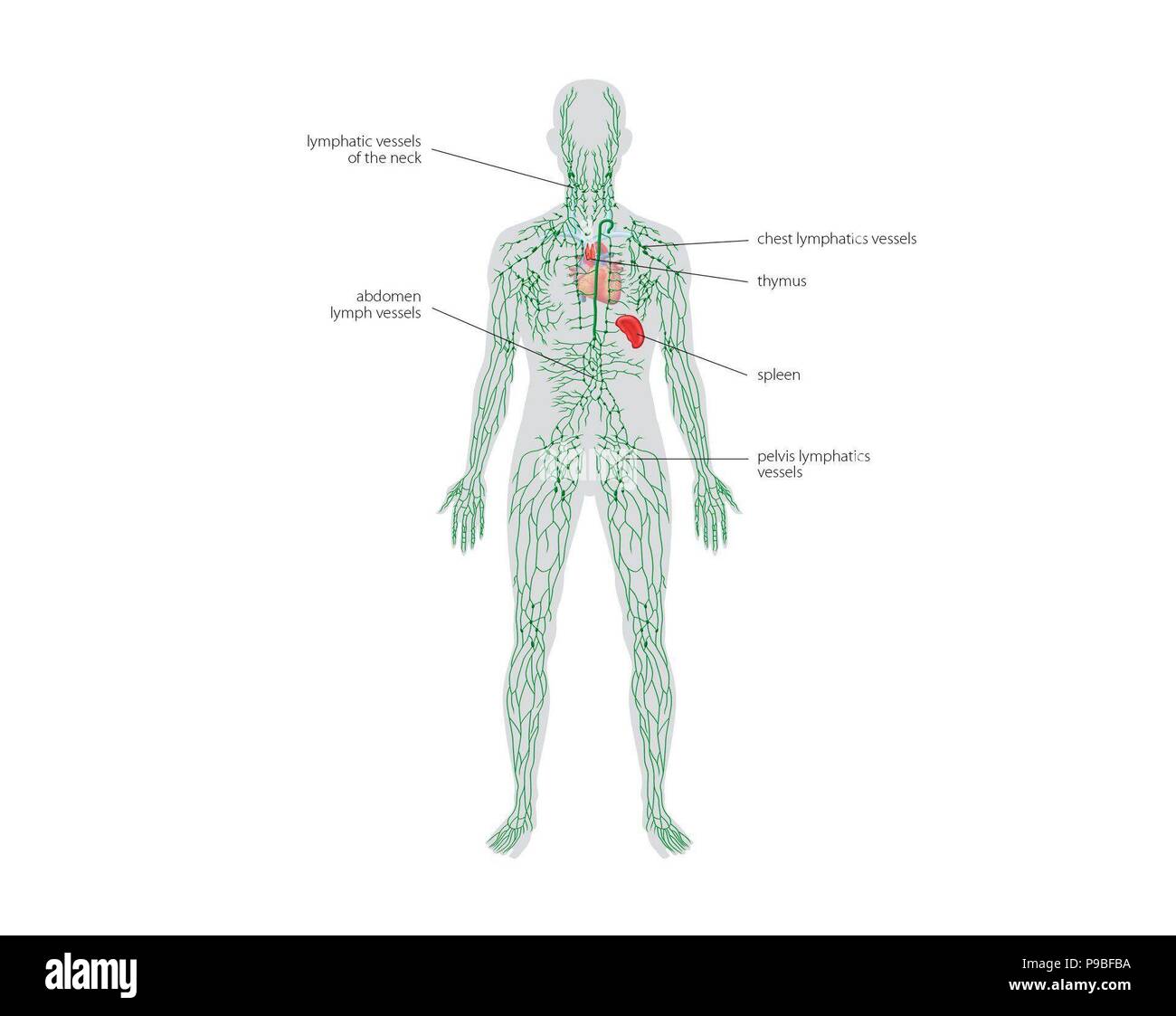Spleen lymphatic vessels hi-res stock photography and images - Alamy