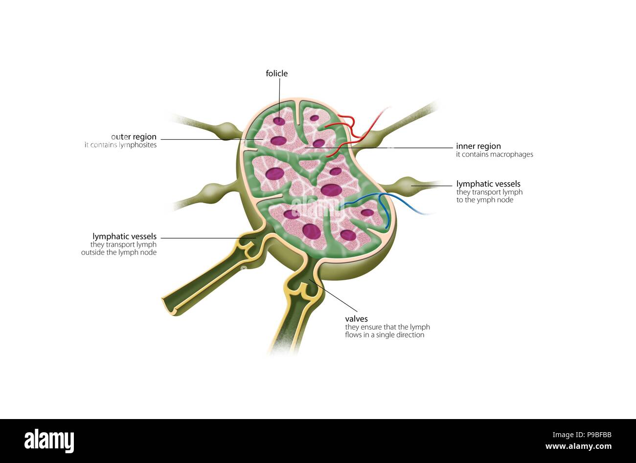 Lymph node Cut Out Stock Images & Pictures - Alamy