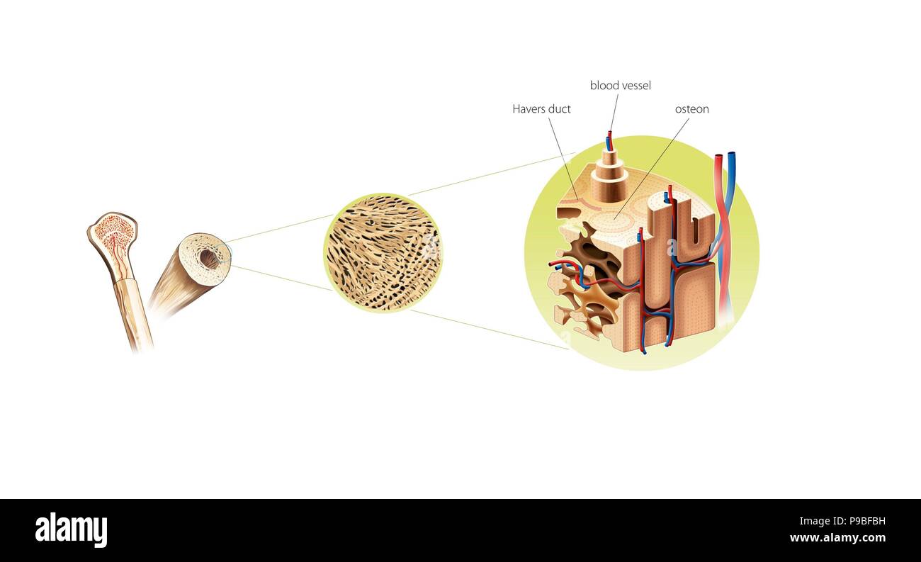 Osteone hi-res stock photography and images - Alamy