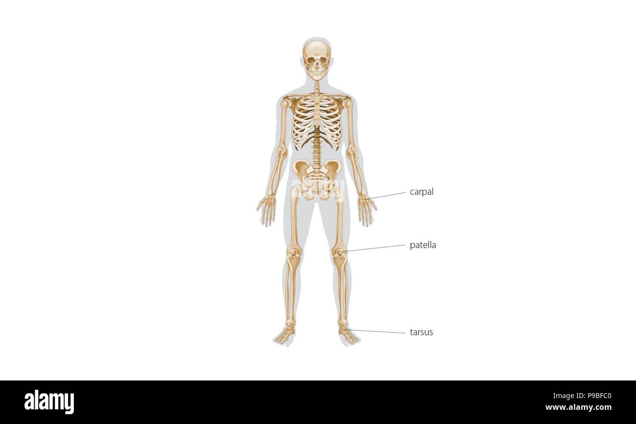 Carpus bones hi-res stock photography and images - Alamy