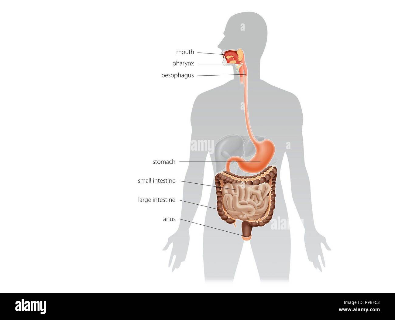 Digestive system organs Stock Photo - Alamy