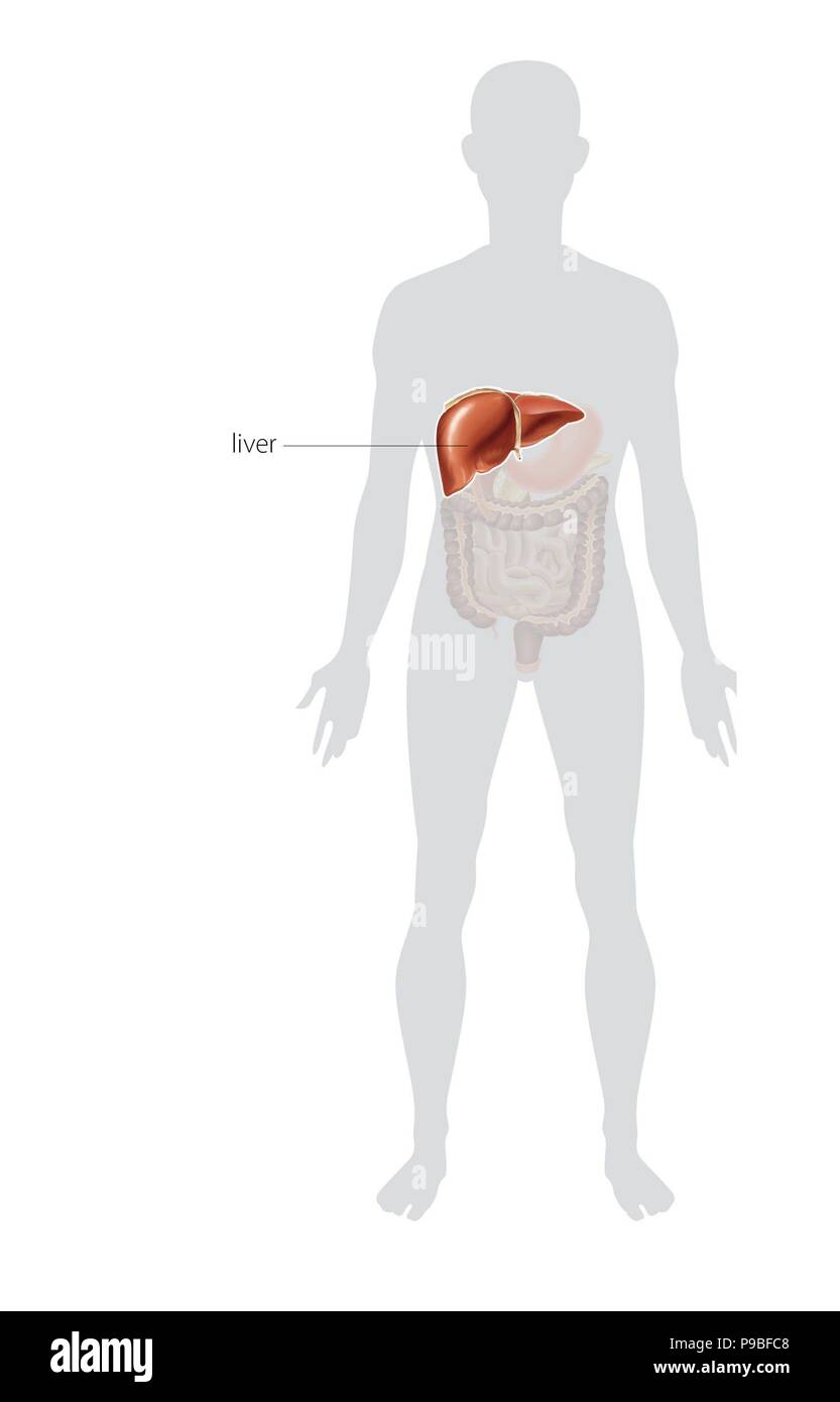 English version Cut Out Stock Images & Pictures - Alamy