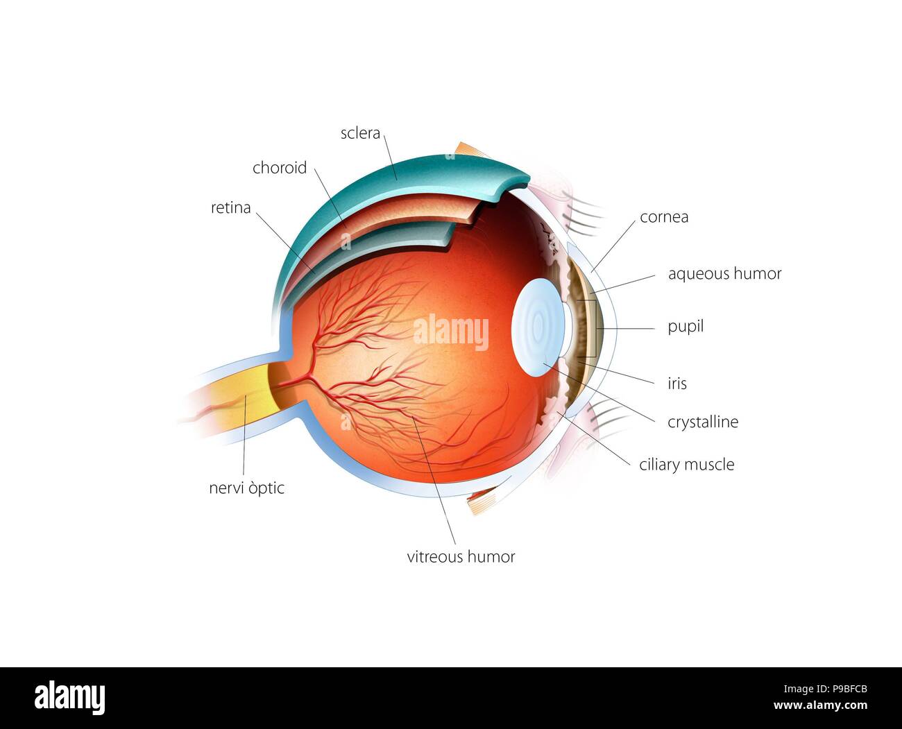 Anatomy of the eye Stock Photo - Alamy