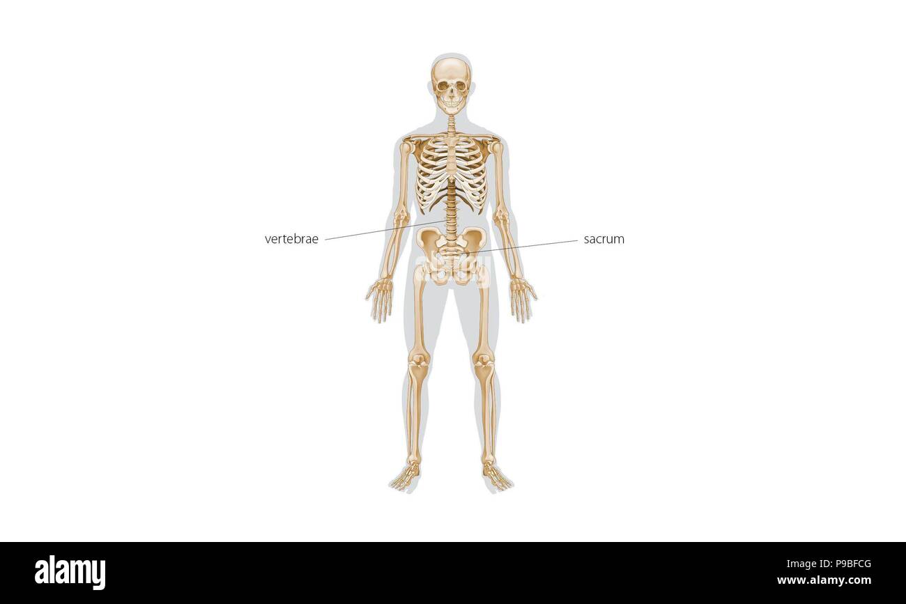 Types Of Irregular Bones