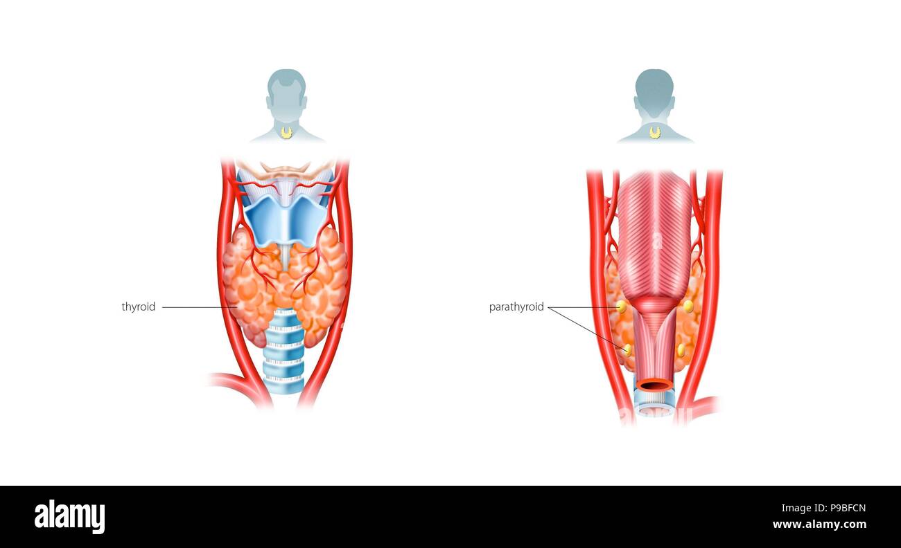 Parathyroid Stock Photos & Parathyroid Stock Images - Alamy