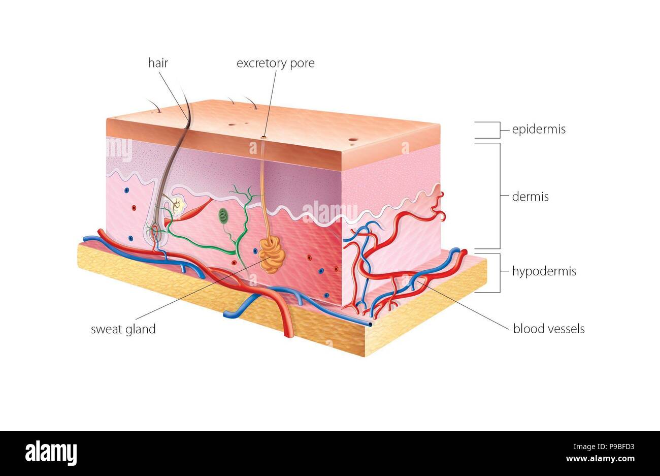 Integumentary system hi-res stock photography and images - Alamy