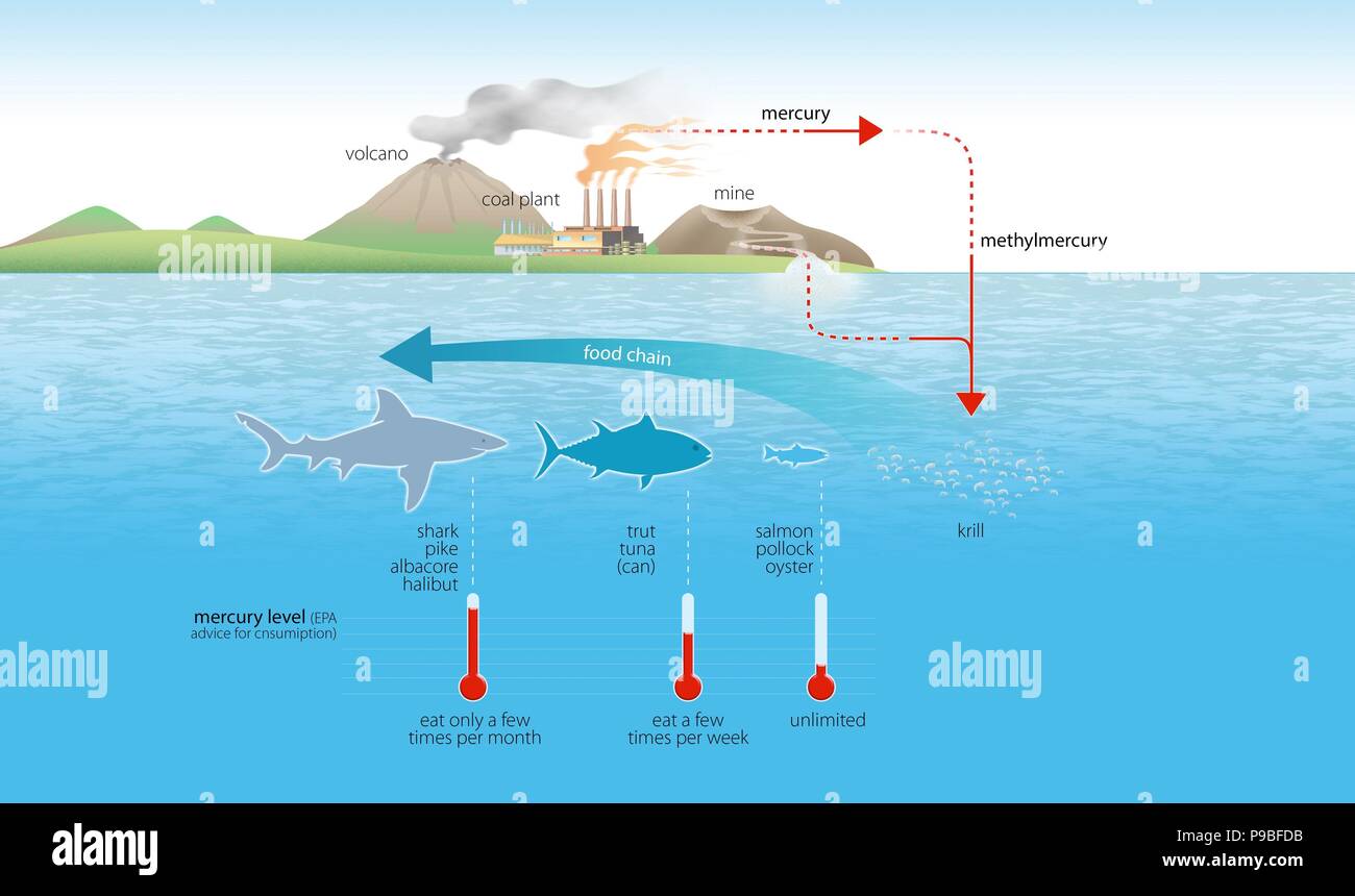 Bioaccumulation Diagram Bioaccumulation Diagram